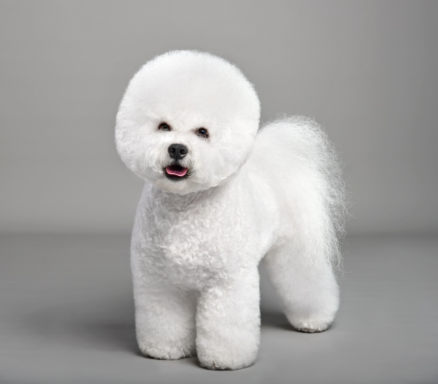 Bichon frise - radosny psi przyjaciel o eleganckim wyglądzie. Cena ...