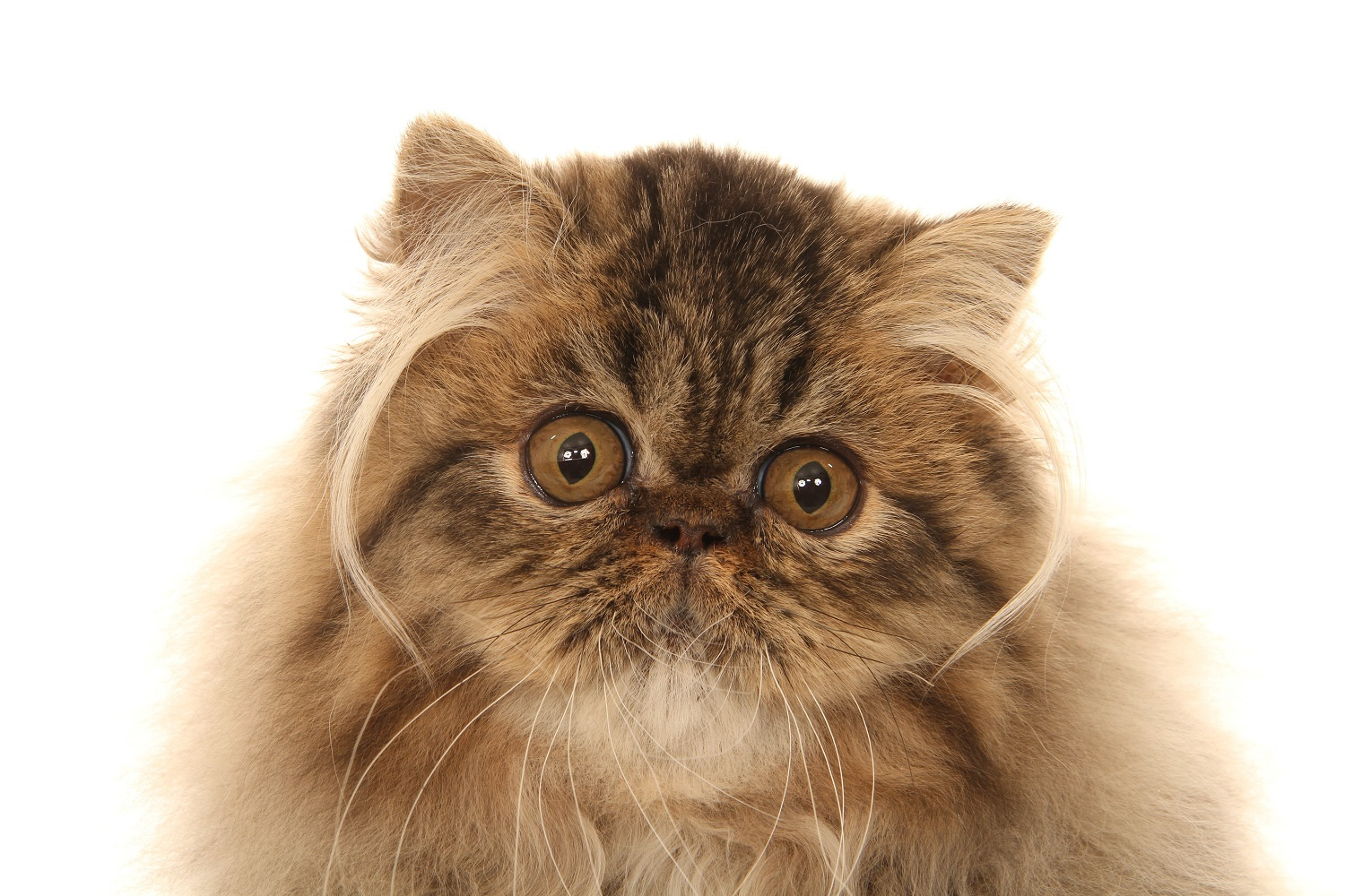 Koty perskie: tajemnice królewskiego towarzysza