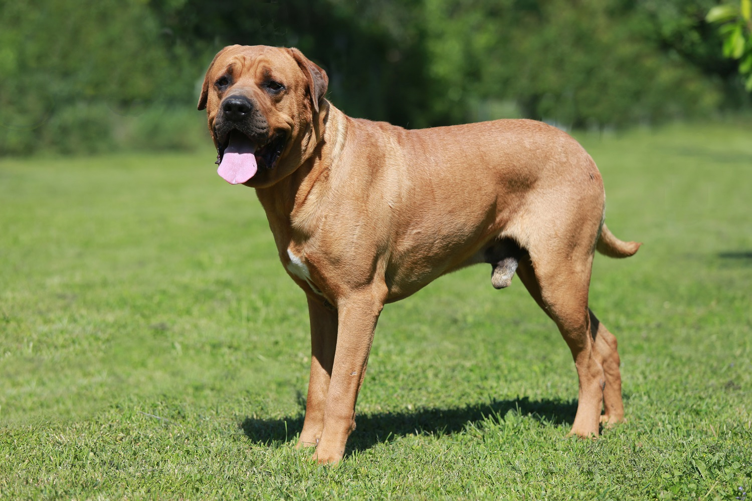 Tosa inu: delikatne olbrzymy historii japońskiej hodowli psów